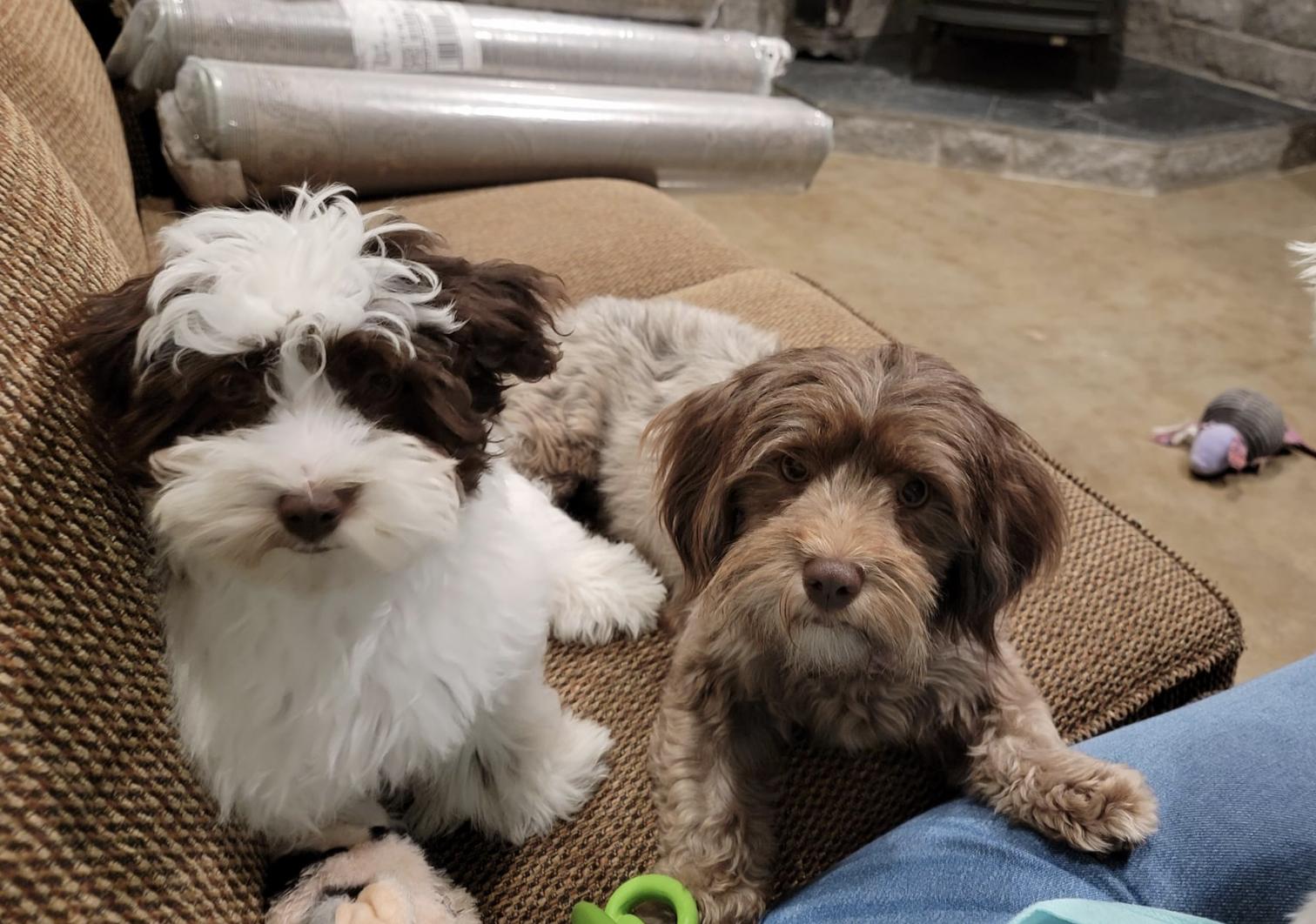 Hearts of Joy Havanese in Texas | Havanese puppies | Good Dog