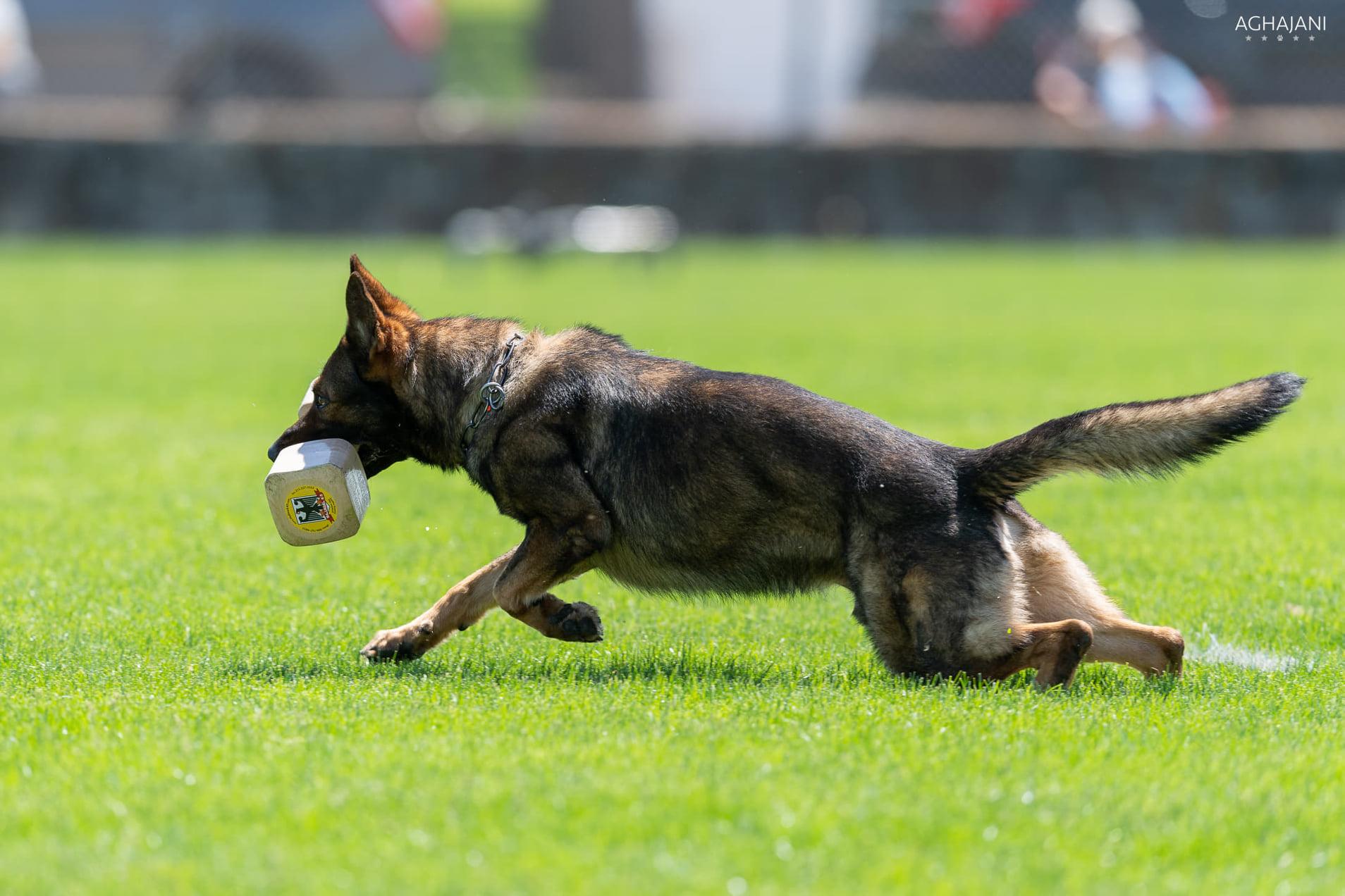 Zu Treuen Händen, Working German Shepherd Dogs in Indiana | German ...