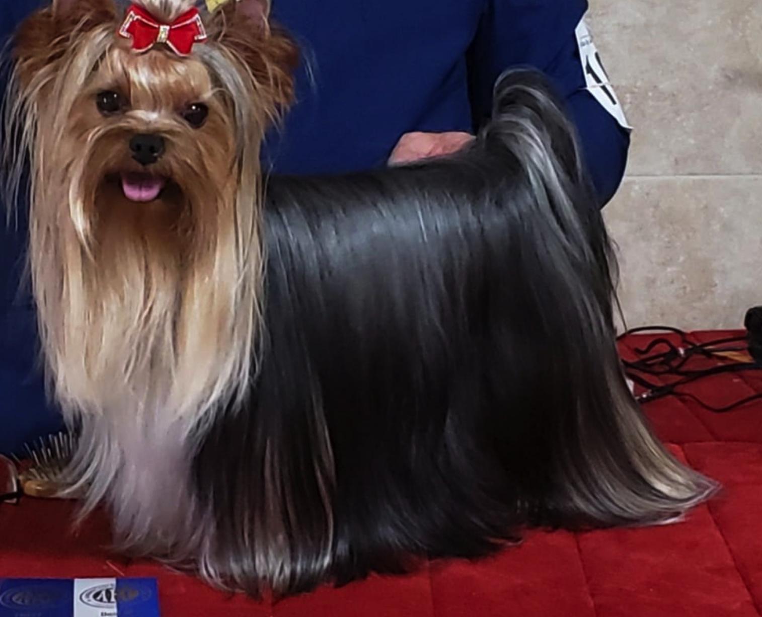 Rick Buterbaugh's Yorkshire Terriers in Pennsylvania | Yorkshire ...