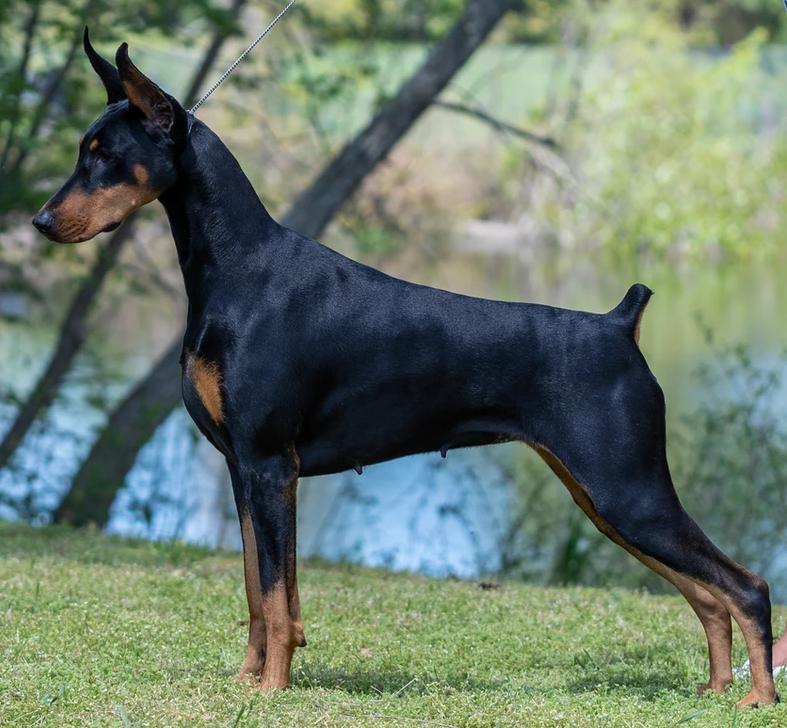 Allettare Dobermans in New Hampshire | Doberman Pinscher puppies | Good Dog