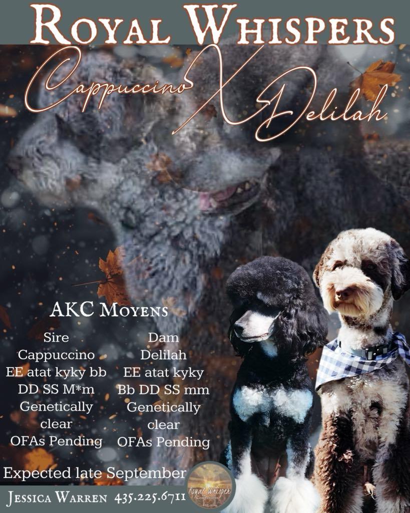 All Around Royalty & Royal Whisper Companions in Utah | American ...