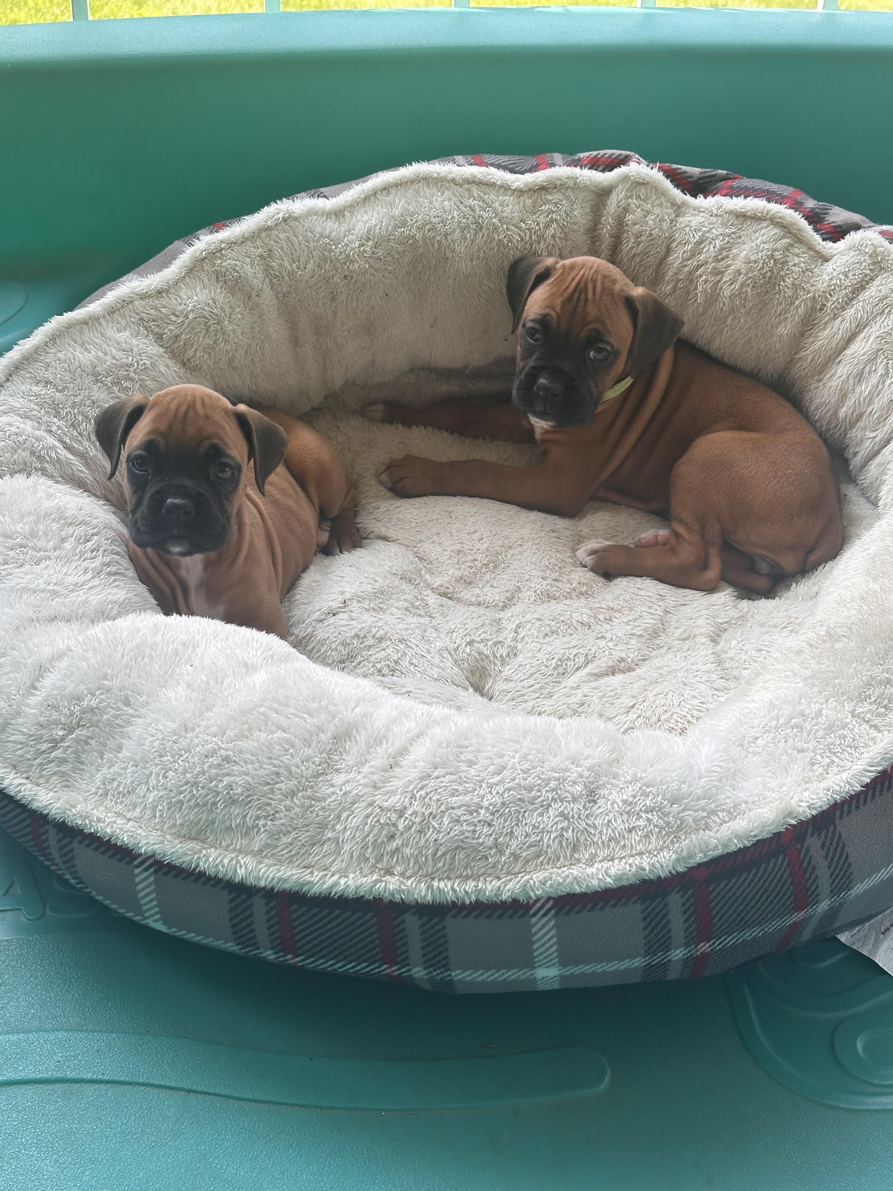 KC’s Boxers in Pennsylvania | Boxer puppies | Good Dog