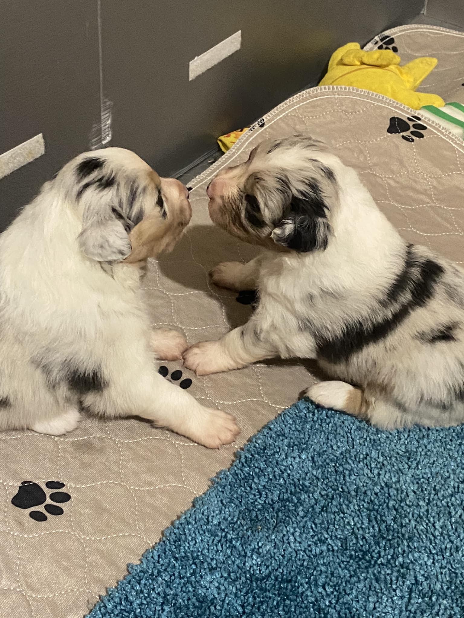 Flynbee Farm in Washington | Australian Shepherd and German Shorthaired ...