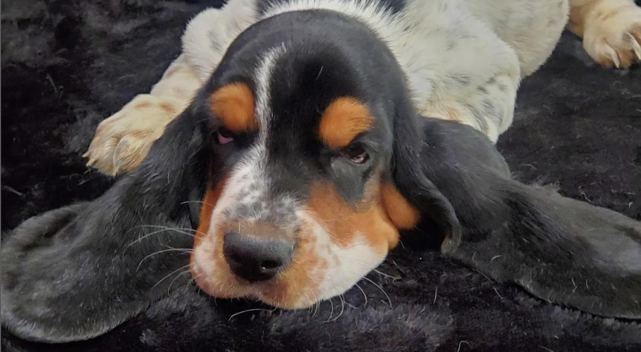 Elizabeth Bassets in California | Basset Hound puppies | Good Dog