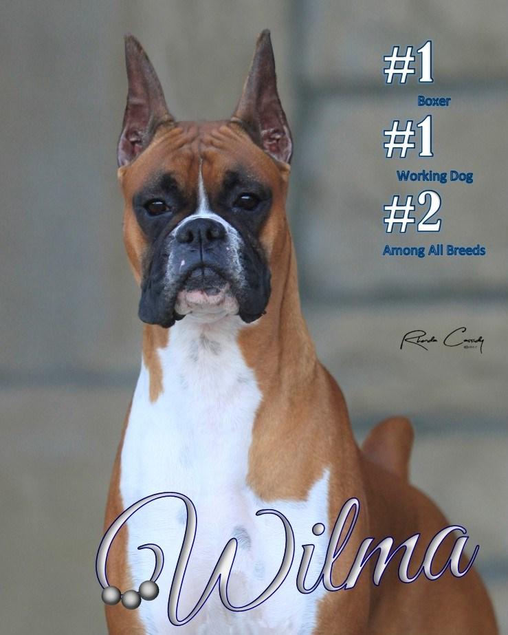 CinniBon Boxers in Alabama | Boxer puppies | Good Dog
