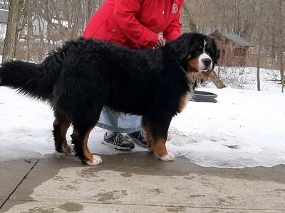 Lois Allison in Ohio | Bernese Mountain Dog puppies | Good Dog