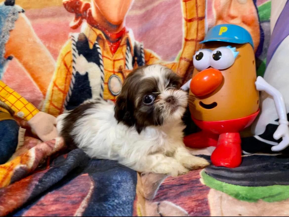 Laik’s Little Shihtz & Poms in Oklahoma | Pomeranian and Shih Tzu ...
