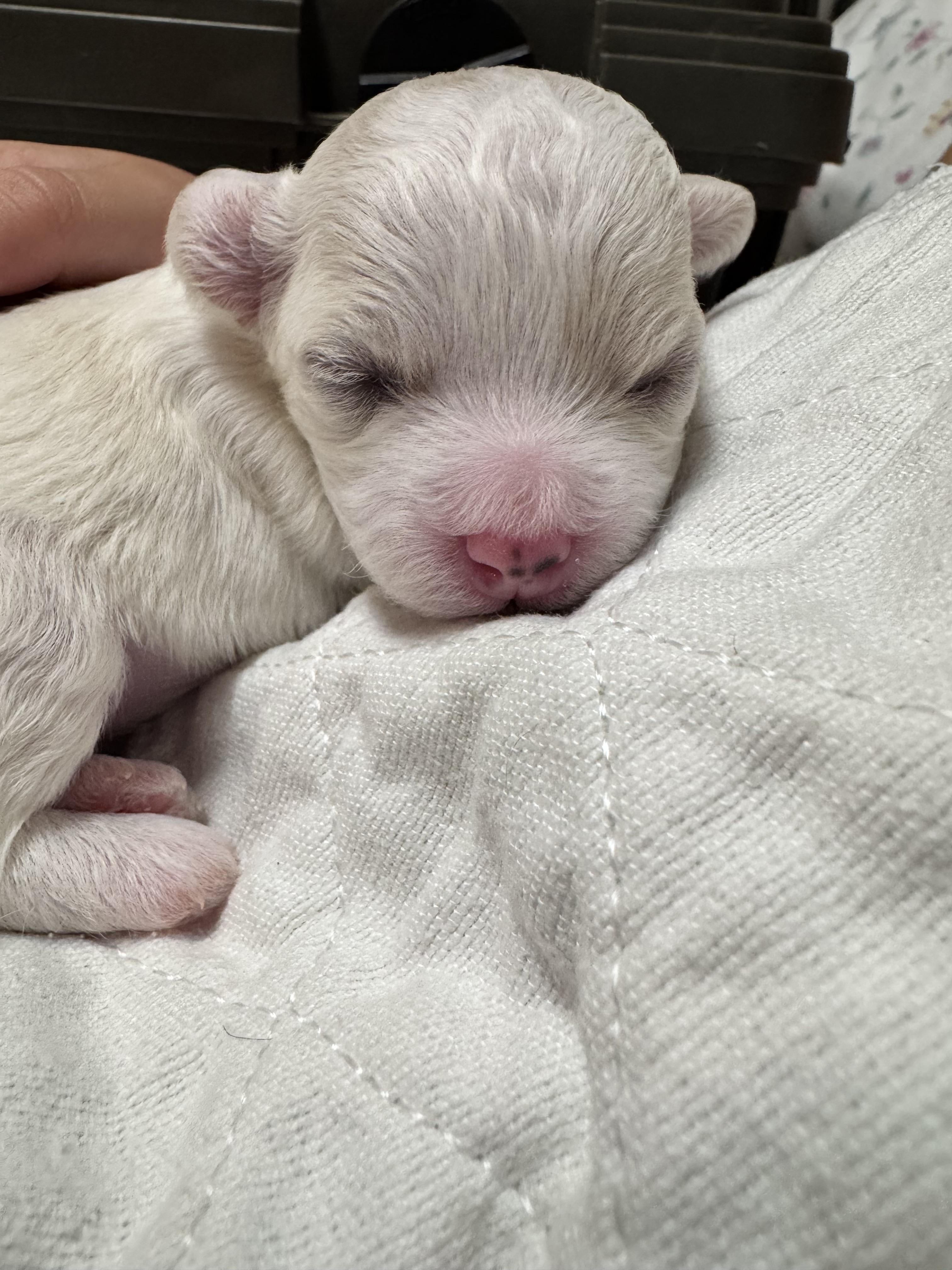 Brereton Bichons in Alabama | Bichon Frise puppies | Good Dog