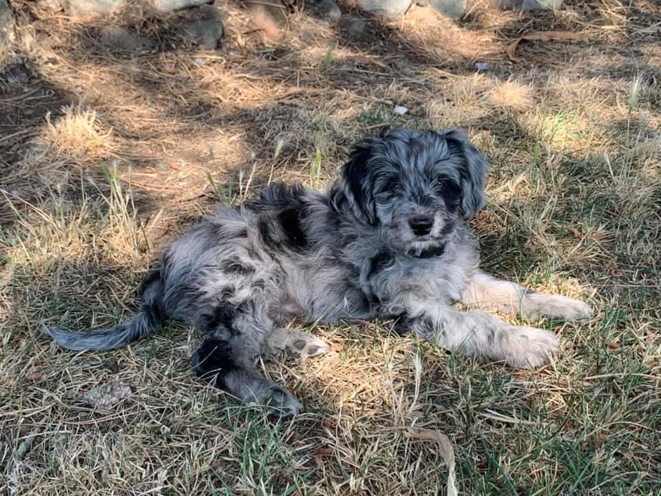 Seattle Aussiedoodles in Washington | Aussiedoodle puppies | Good Dog