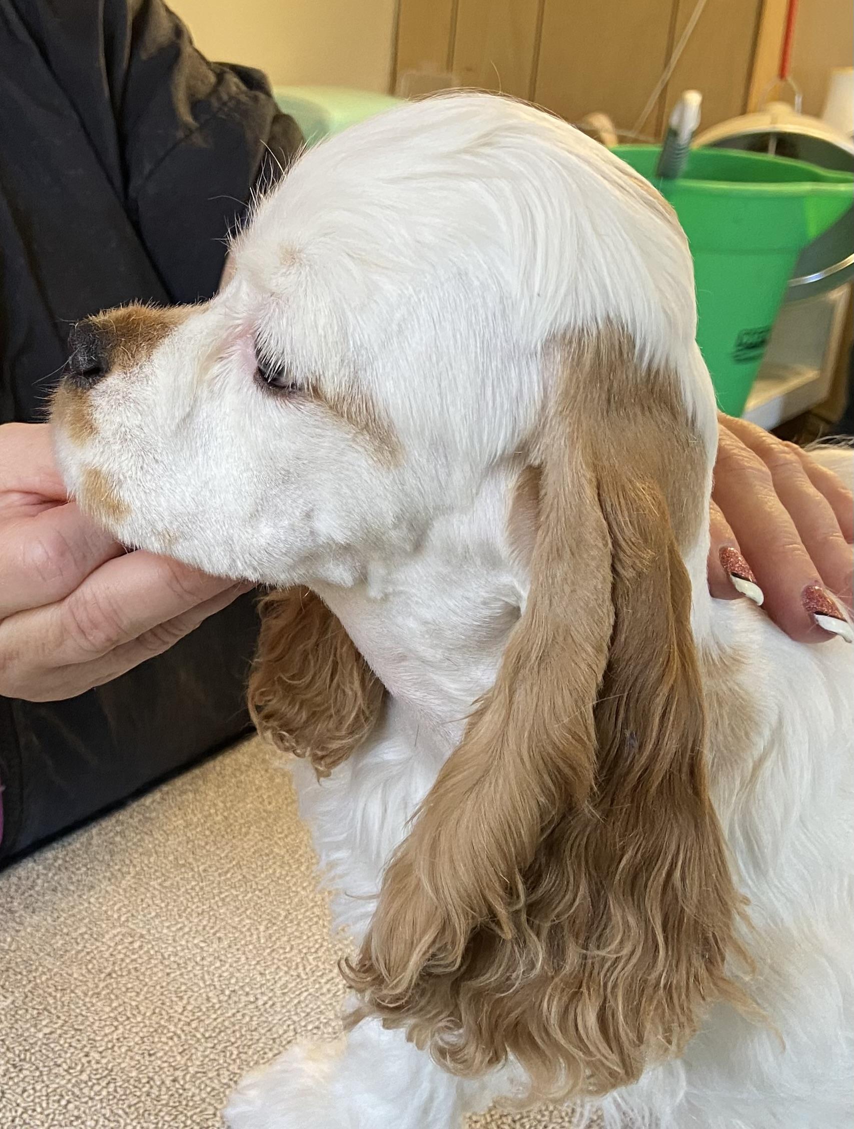 DEEZ Cocker Spaniels in Missouri | Cocker Spaniel puppies | Good Dog