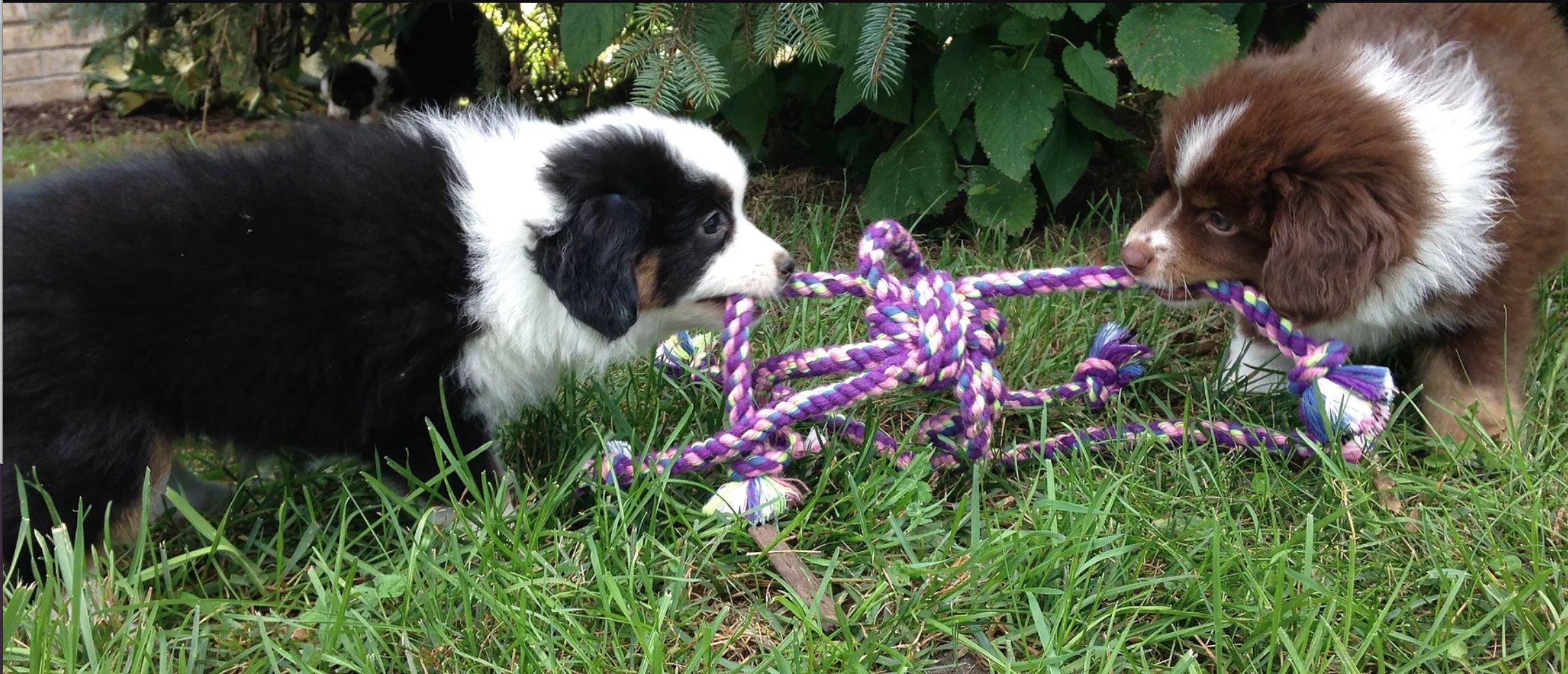 Sunrise Miniature American Shepherds in Ohio | Miniature American ...