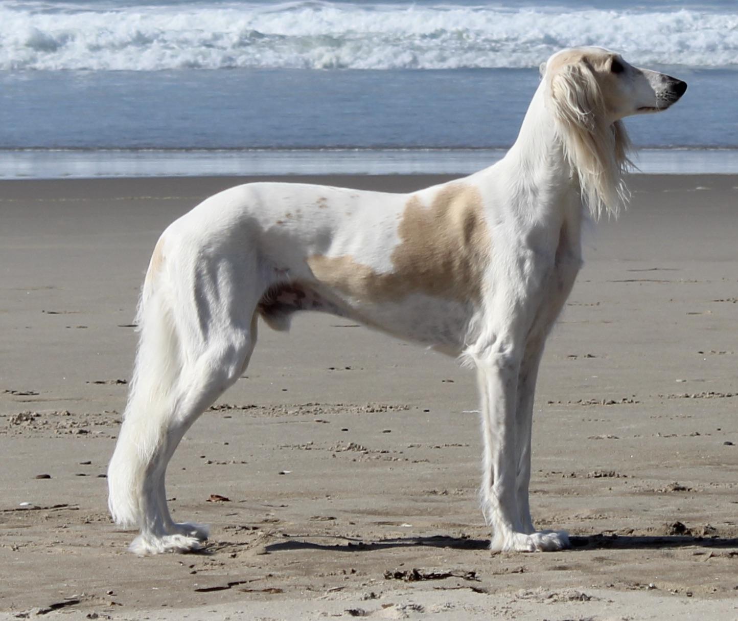 Cori's Saluki in California | Saluki puppies | Good Dog