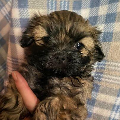 Wendy's Shih Tzus in Pennsylvania | Shih Tzu puppies | Good Dog