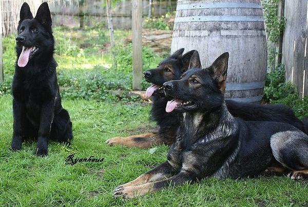 Ryanhaus Kennel in Massachusetts | German Shepherd and Labrador ...