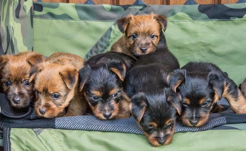 CopperTop Australian Terriers in Illinois | Australian Terrier and ...
