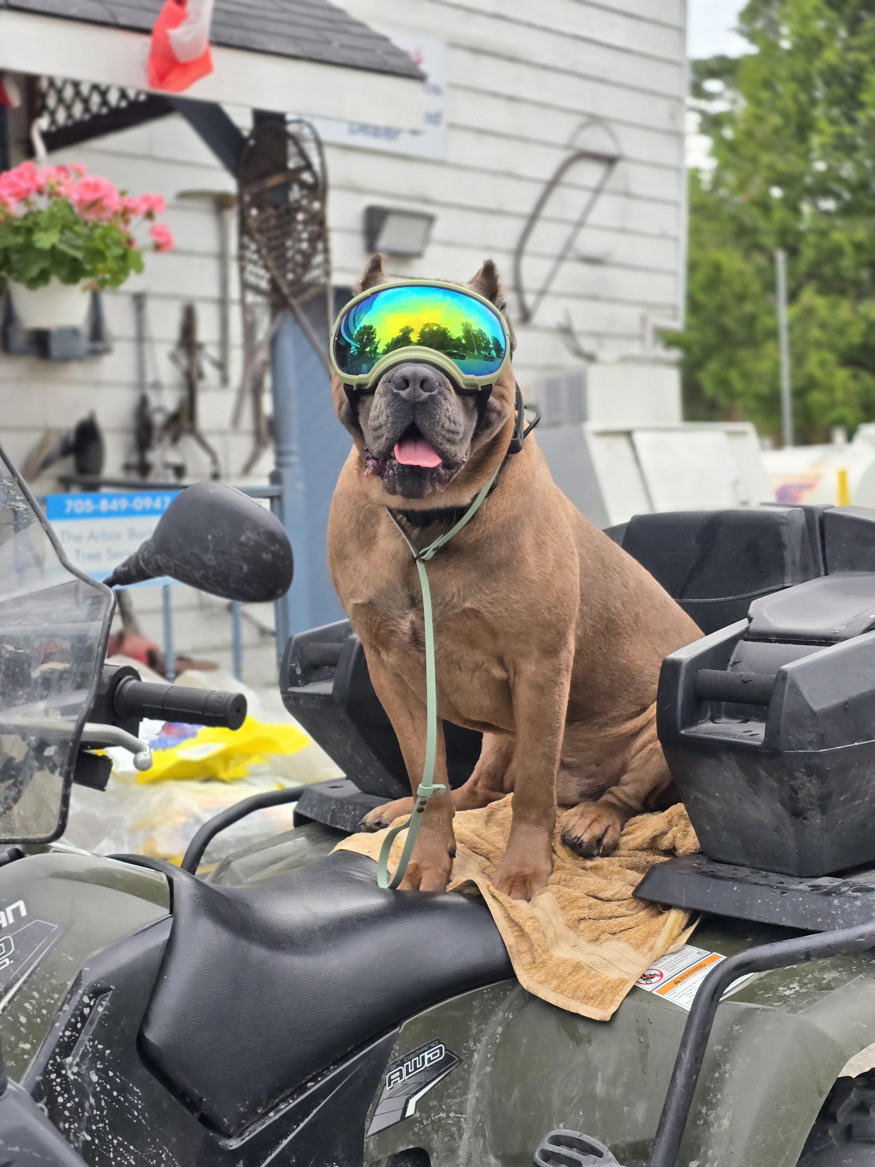 Willow Creek Cane Corsos in Maryland | Cane Corso puppies | Good Dog