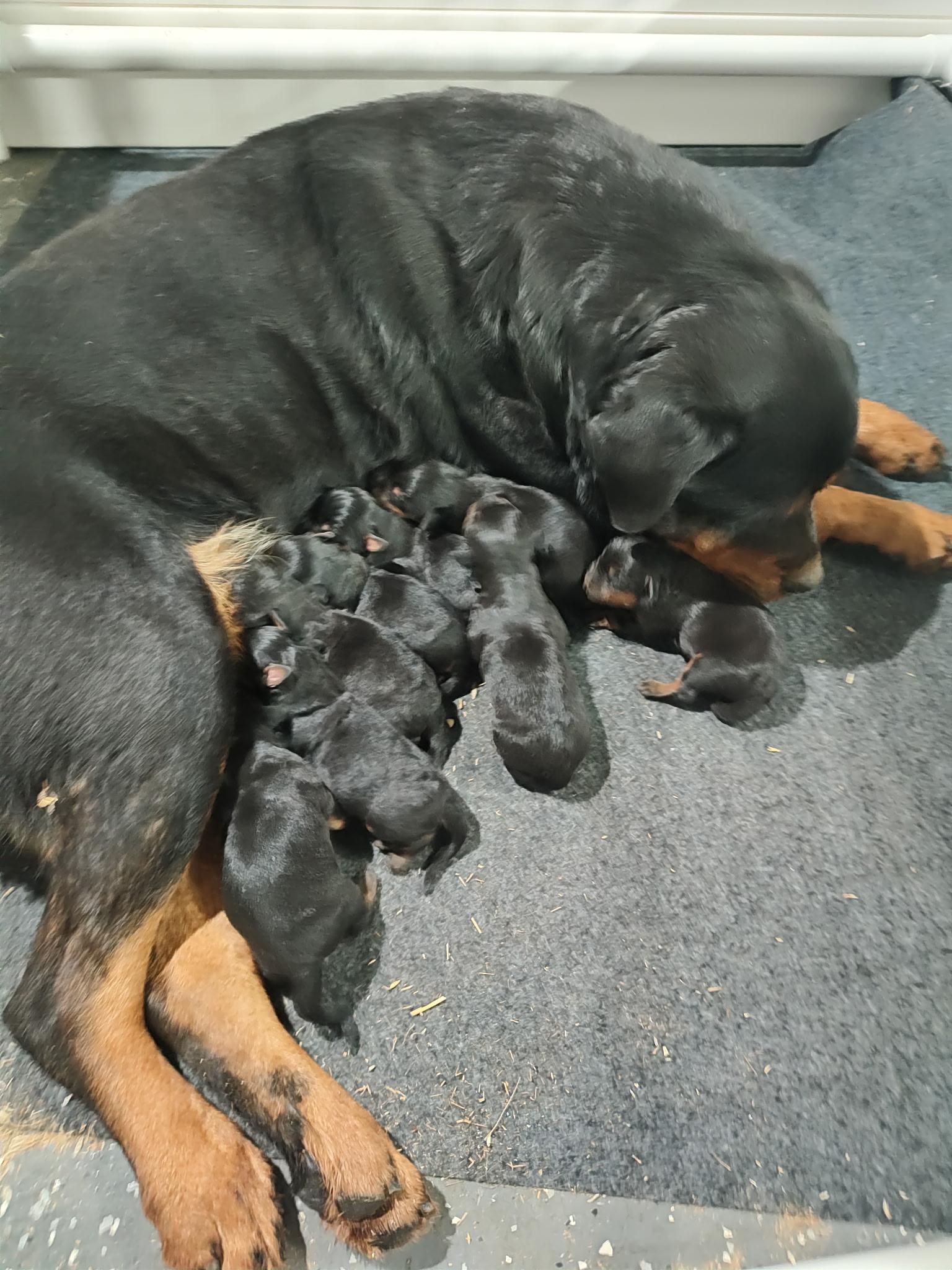 Motor City Rottweiler in Michigan | Rottweiler puppies | Good Dog
