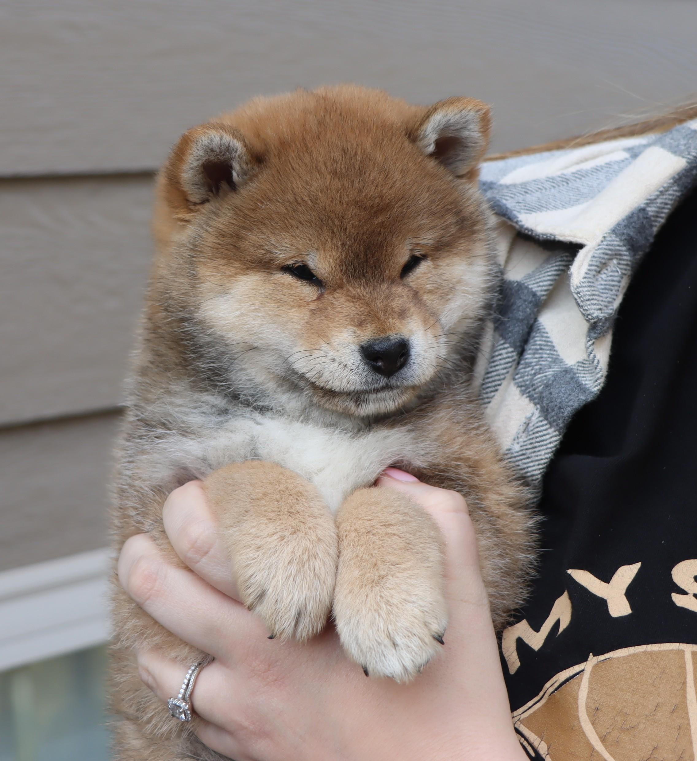 Kuro Oka Shibas in South Dakota | Shiba Inu puppies | Good Dog