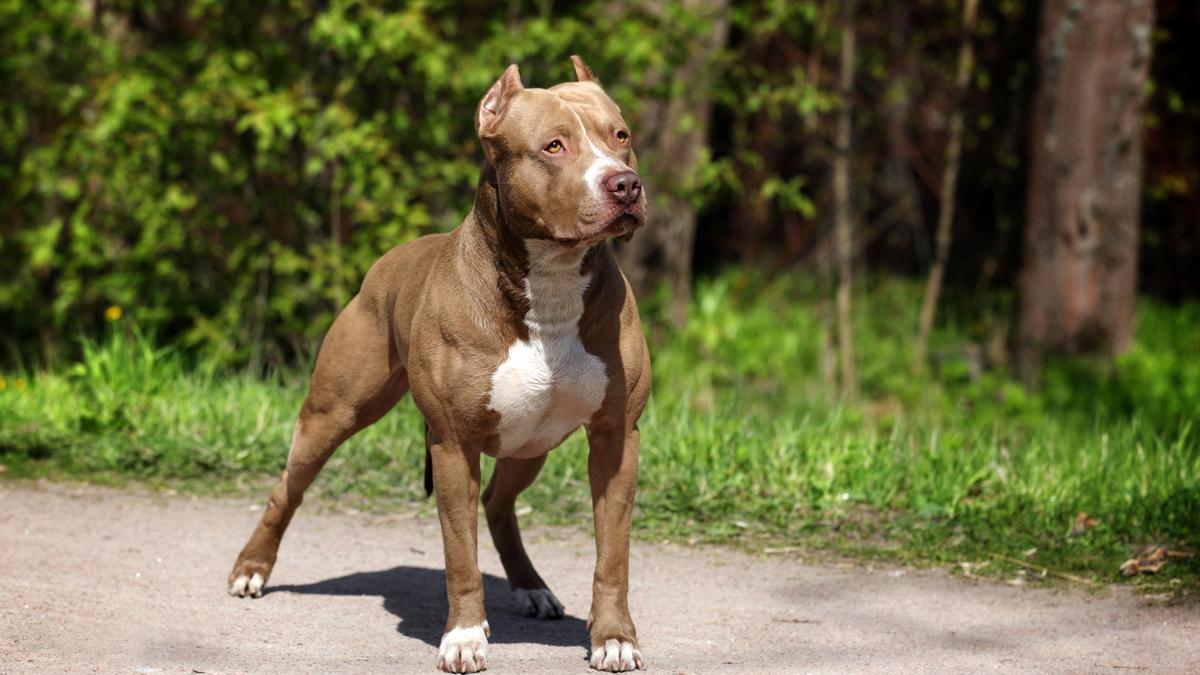 25 cute American Pit Bull Terrier puppies for sale | Good Dog
