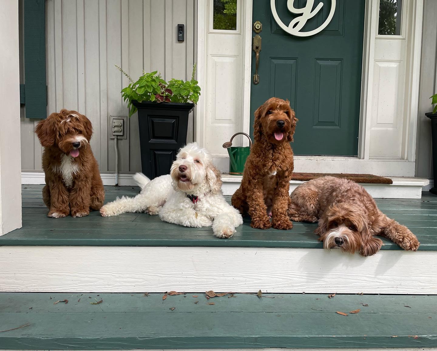 Ohana Australian Labradoodles in Alabama | Australian Labradoodle ...