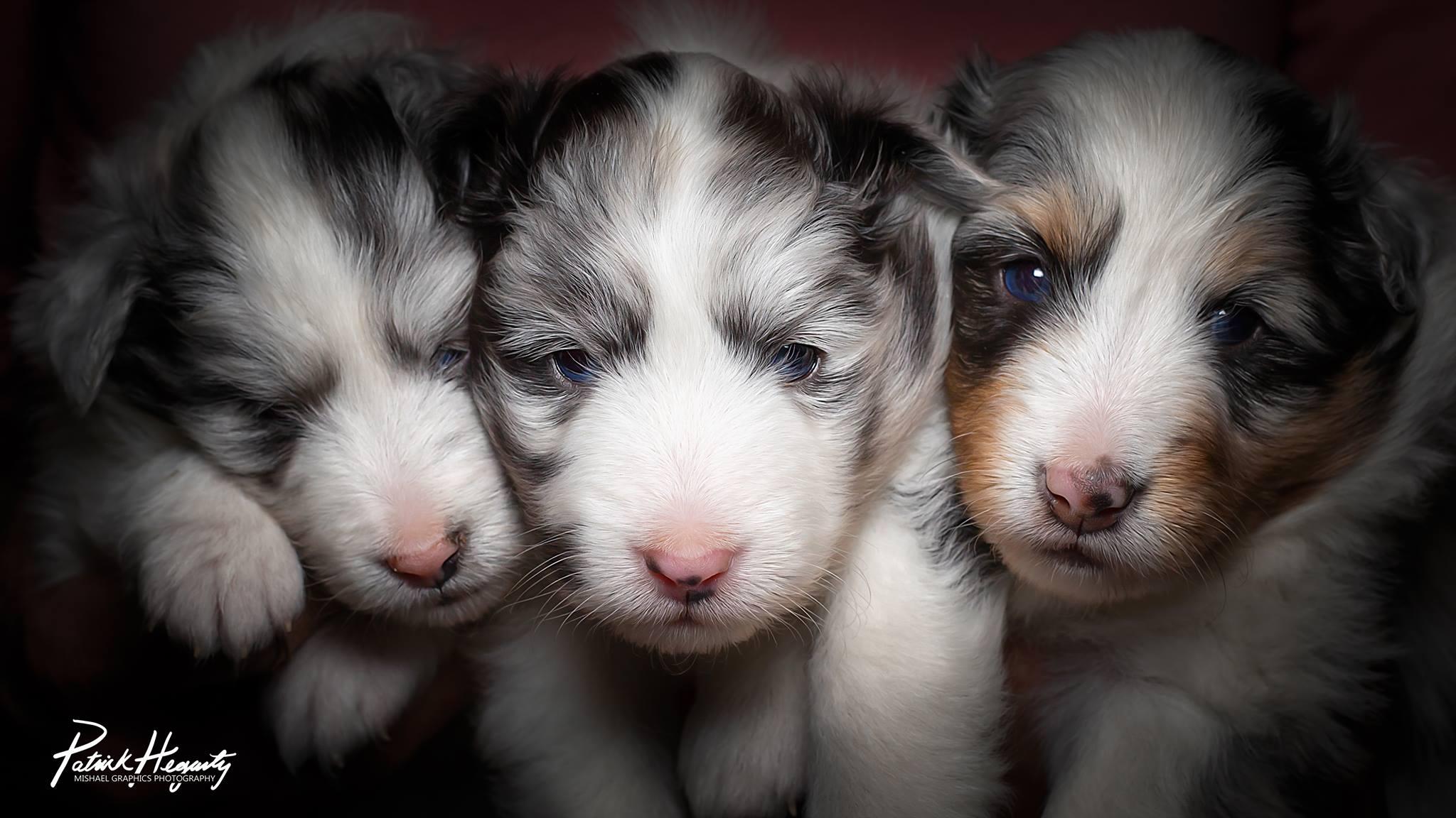 Shirehill Shelties in Colorado | Shetland Sheepdog puppies | Good Dog