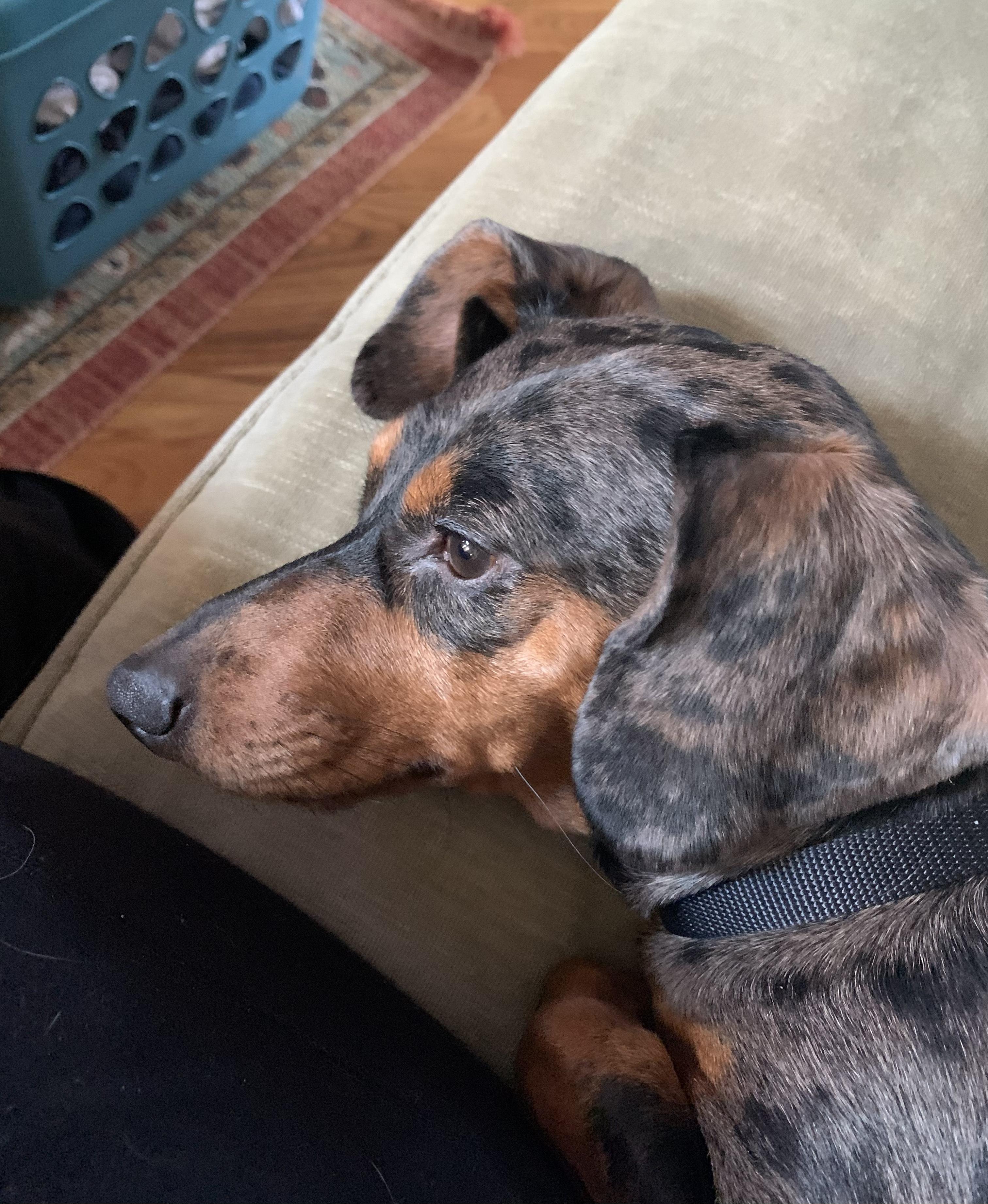 Mardox Dachshunds in Connecticut | Dachshund puppies | Good Dog