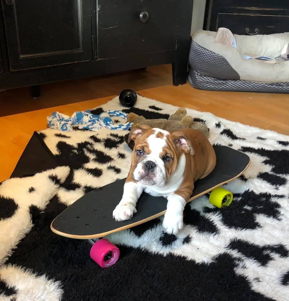 Farm Strong Bulldogs in Washington | Bulldog puppies | Good Dog