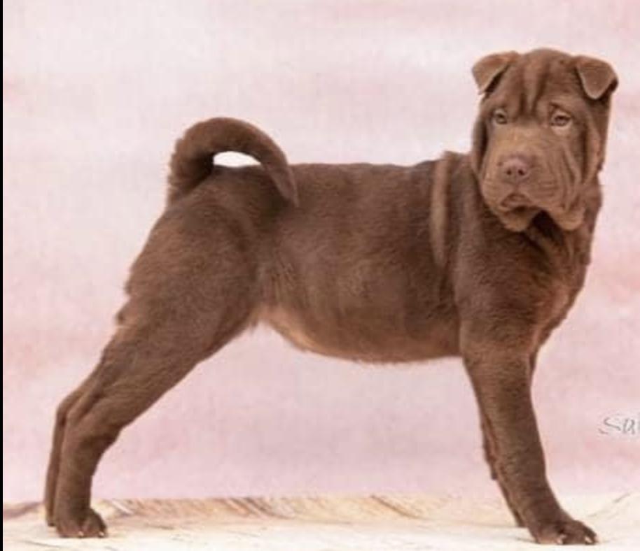 Maynard Hills Chinese Sharpeis in Pennsylvania | Chinese Shar-Pei ...
