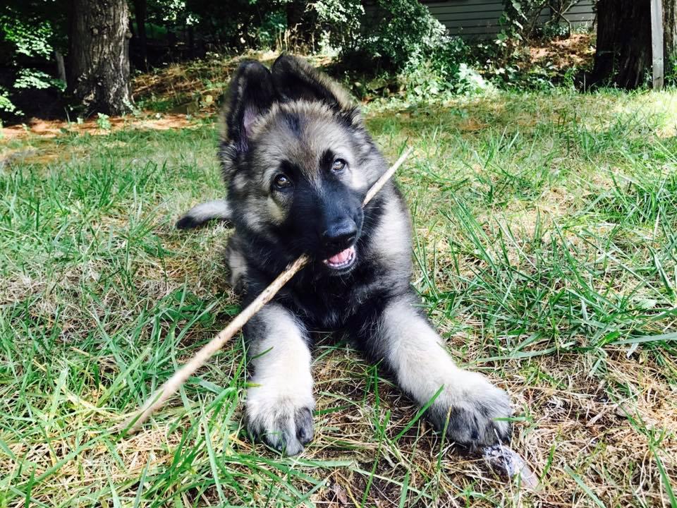 Blue Moon Shilohs in New Jersey | Shiloh Shepherd puppies | Good Dog