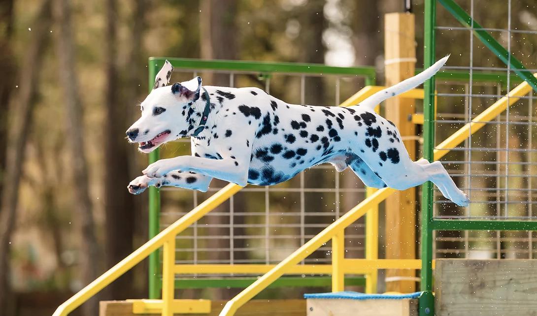 Crescent Hill Dalmatians in South Carolina | Dalmatian puppies | Good Dog