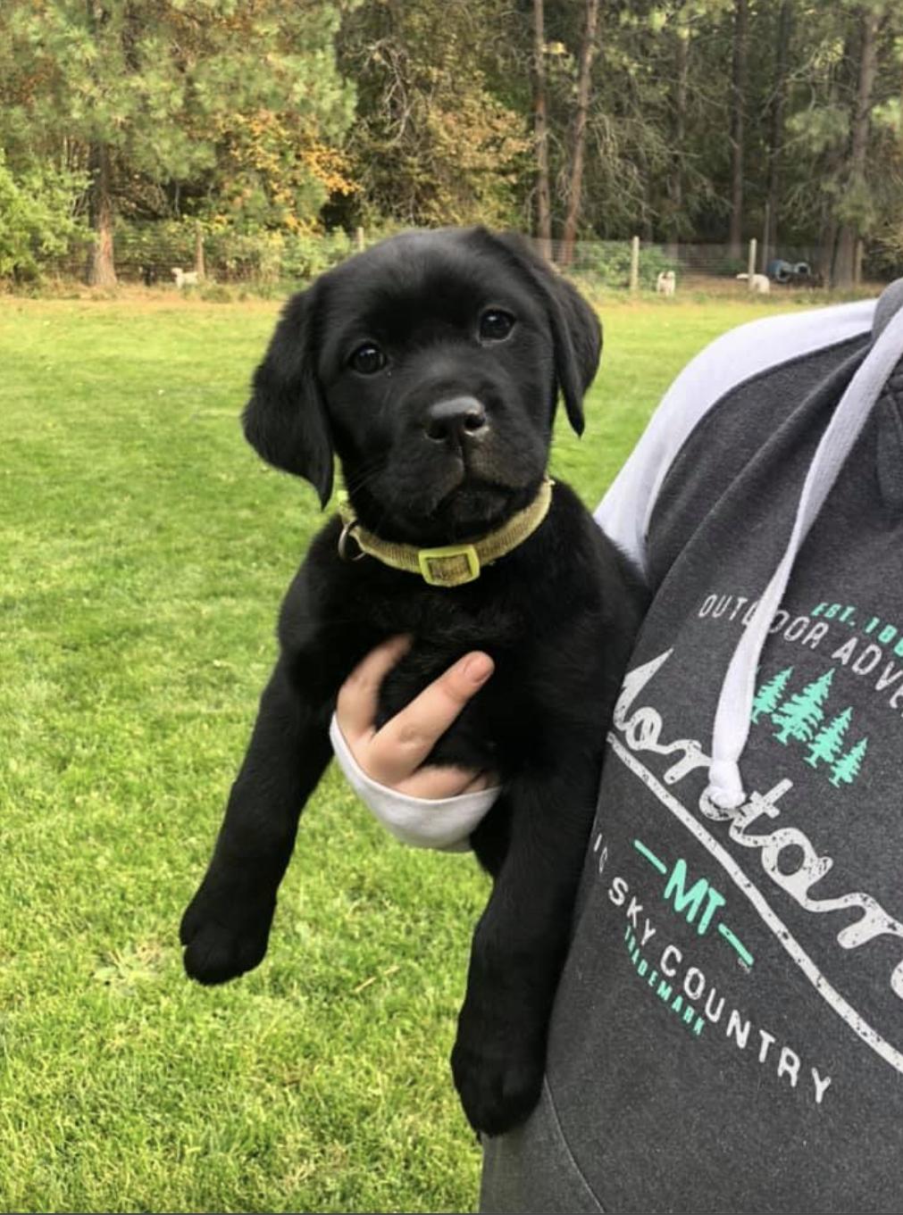 Karen Duty in Montana | Labrador Retriever puppies | Good Dog