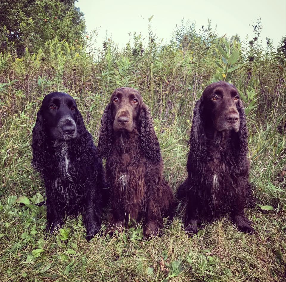 Killara Field Spaniels in Michigan | Field Spaniel puppies | Good Dog