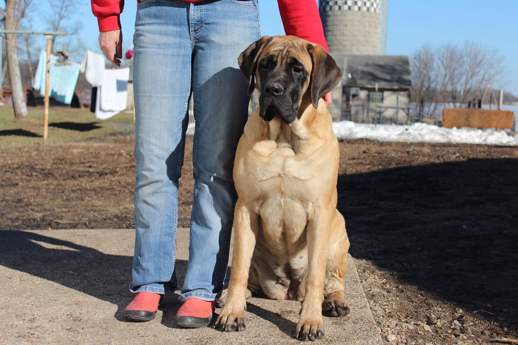 Lakeside Mastiffs of Minnesota in Minnesota | Mastiff puppies | Good Dog