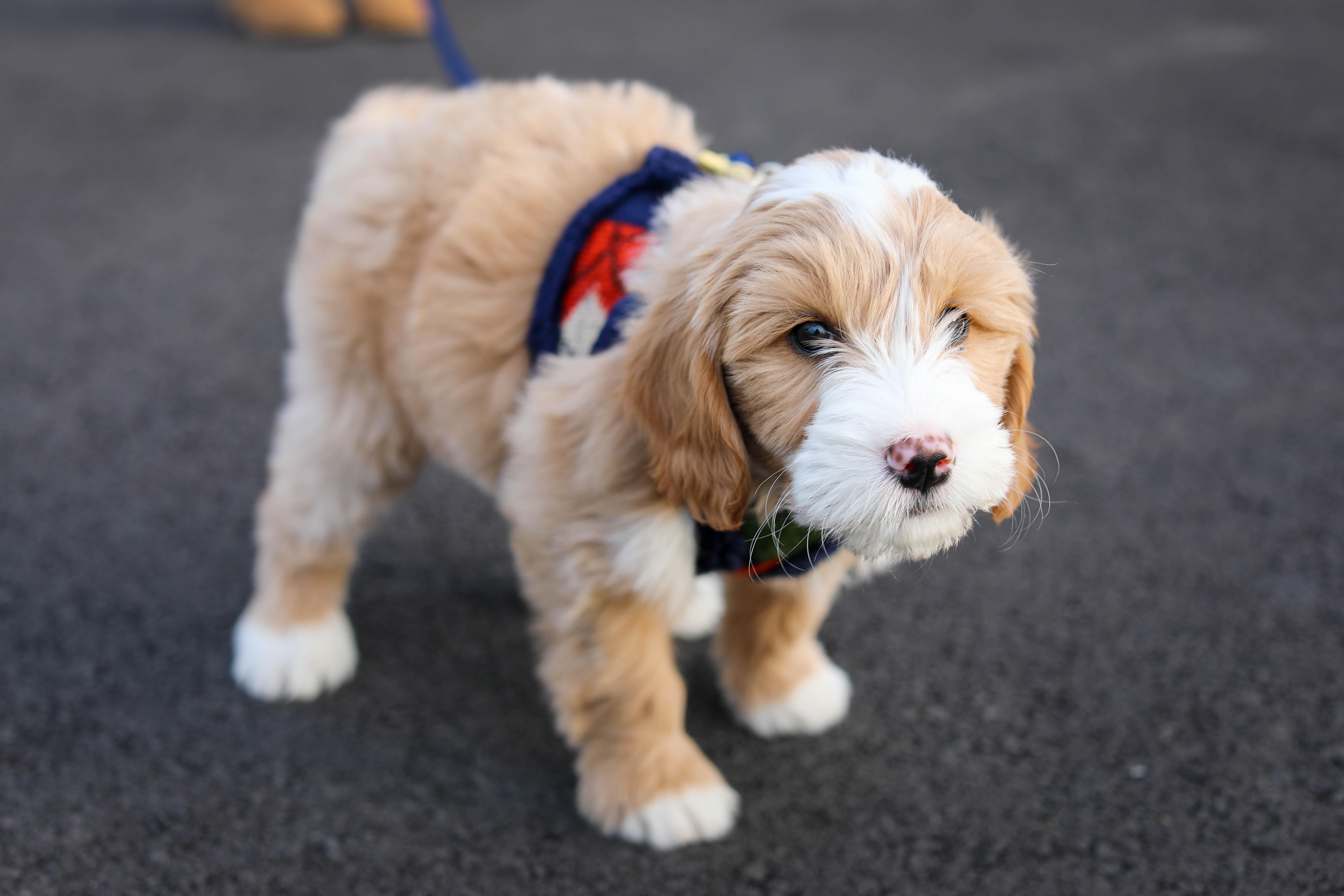 Artisan Doodles in Utah | Goldendoodle and Labradoodle puppies | Good Dog