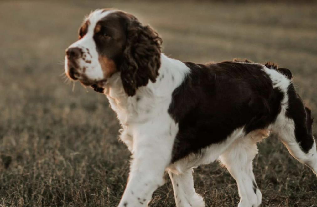 Southern Sky Springers in Florida | English Springer Spaniel puppies ...