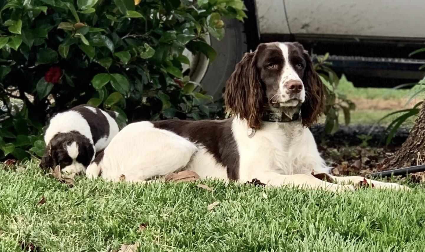 High 'N Dry Farm Springer Spaniels in California | English Springer ...