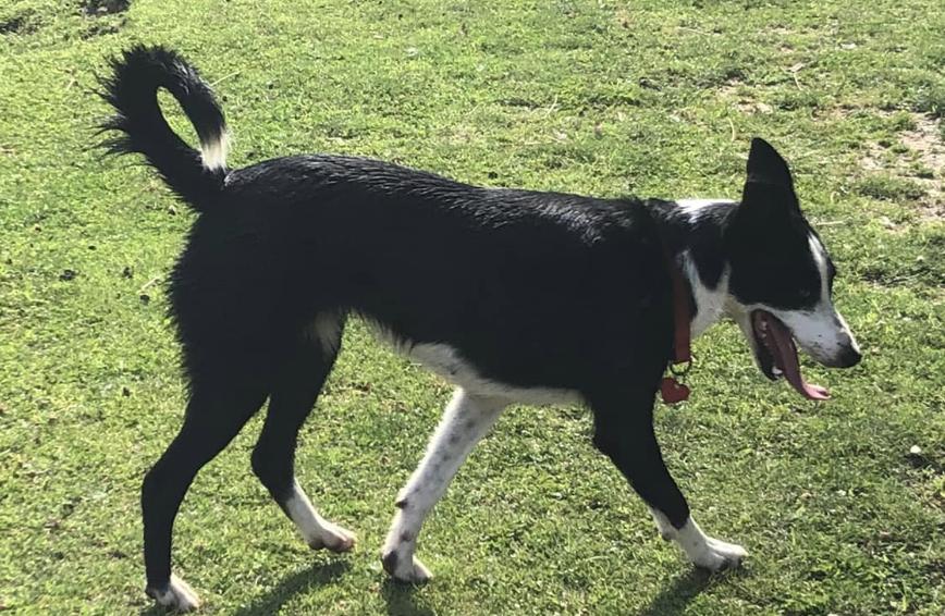 Dahlia Lane Border Collies and Exotic Flat Coated Retrievers in Ohio ...