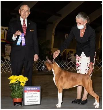 Belvo Boxers in Ohio | Boxer puppies | Good Dog