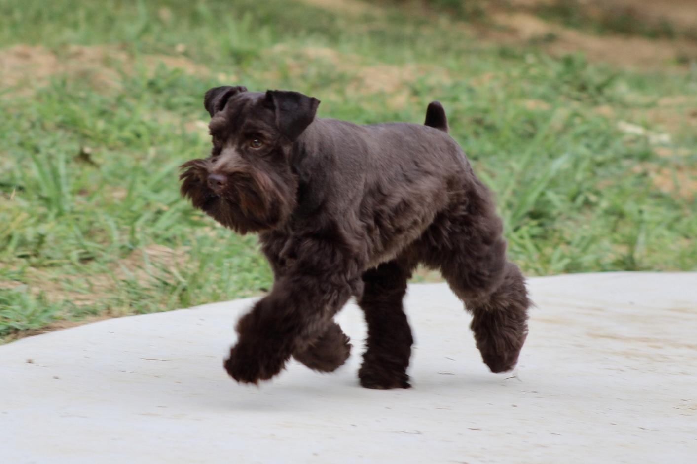 WFF Aussies & Miniature Schnauzers in Tennessee | Australian Shepherd ...