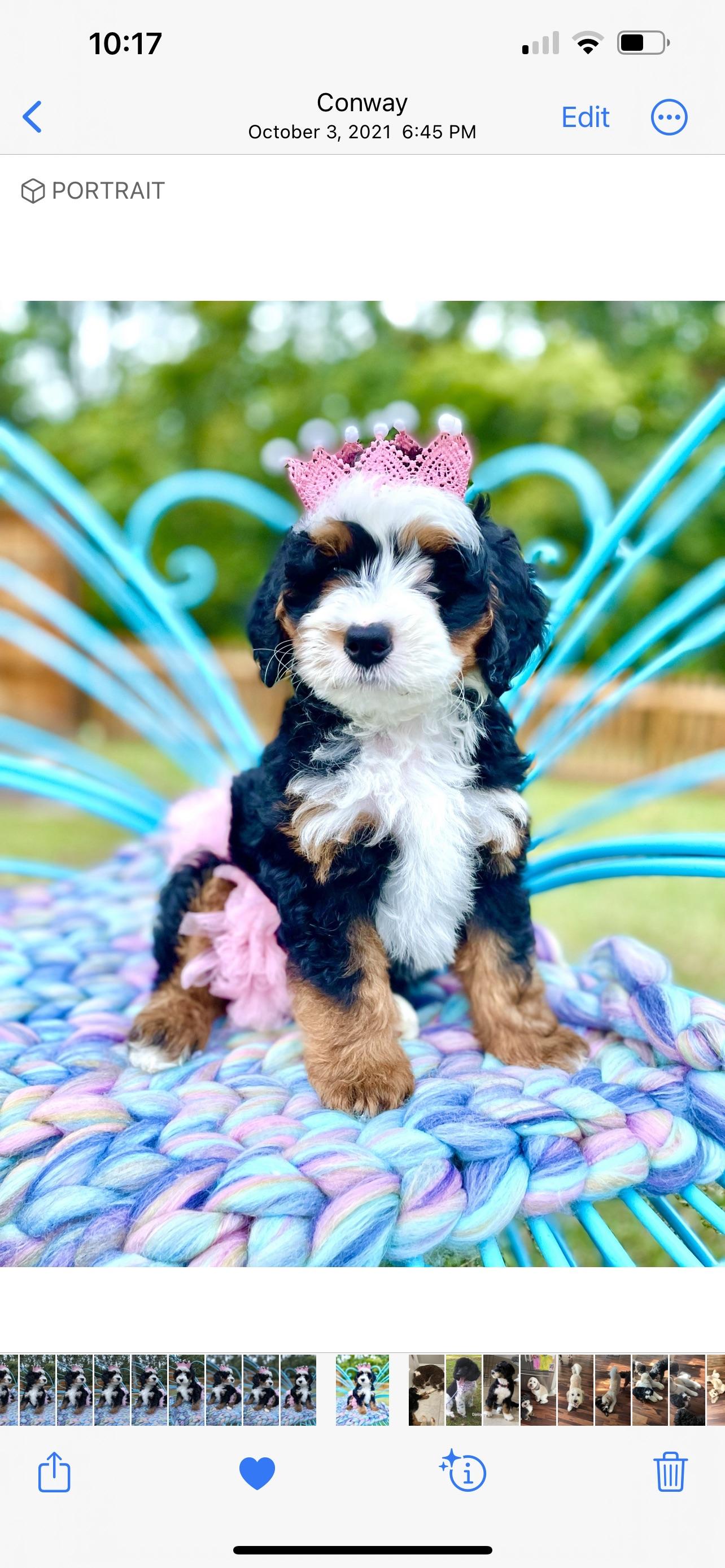 Cotton Country Doodles in South Carolina | Goldendoodle puppies | Good Dog