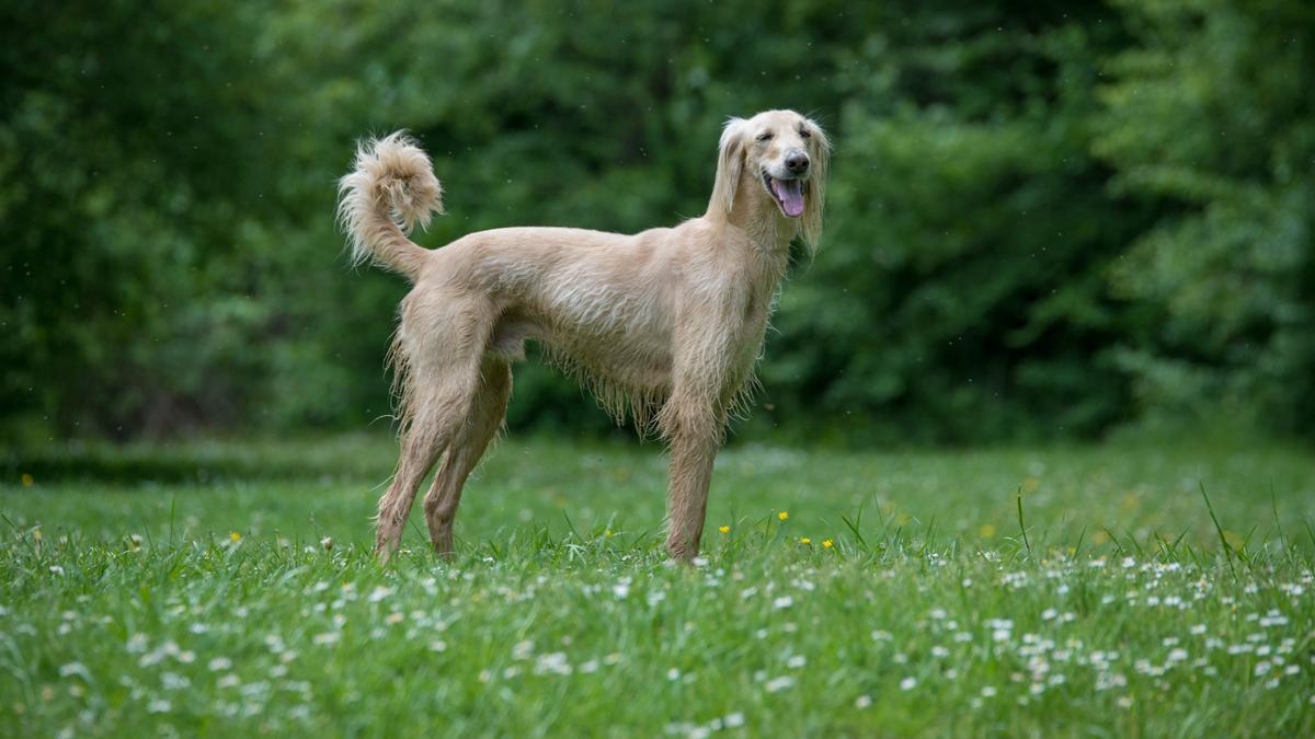 25 cute Taigan puppies for sale in Baytown, Texas | Good Dog