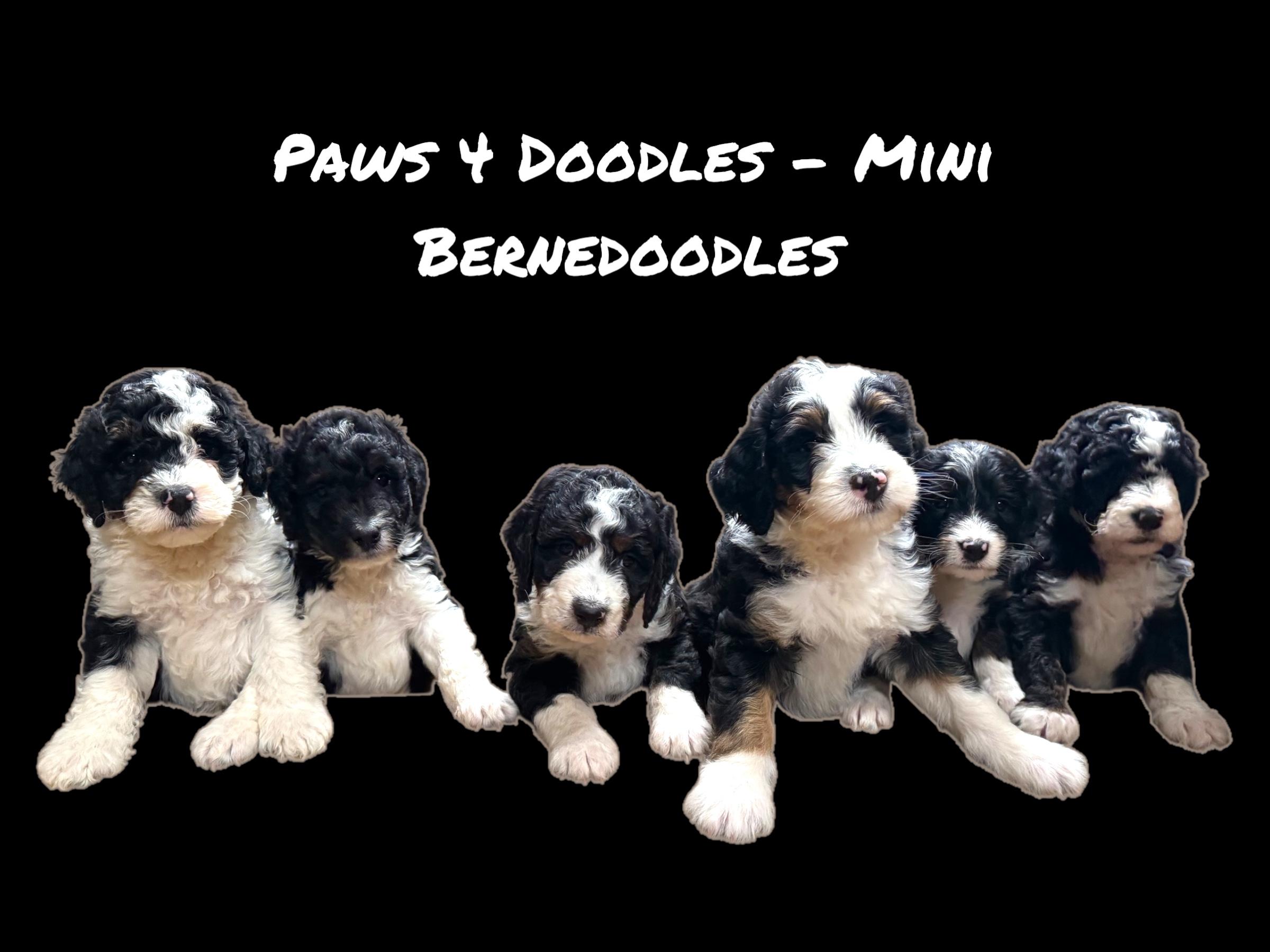 Paws 4 Doodles, LLC in Virginia | Bernedoodle and Goldendoodle puppies ...