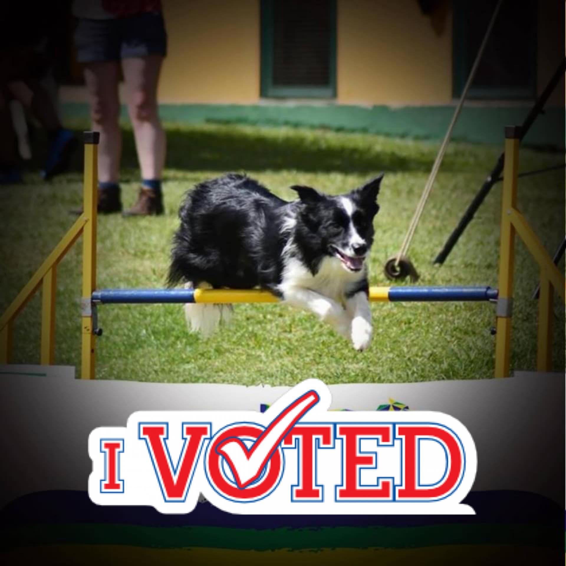 Ruth's Border Collies in Washington | Border Collie puppies | Good Dog