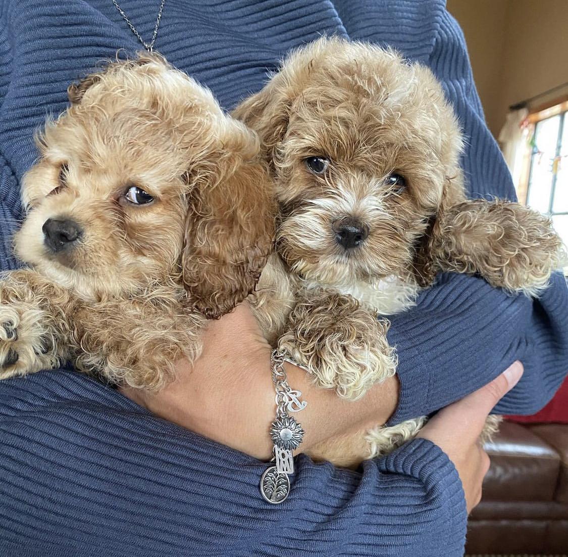 Bowman Ridge Cockapoos in Texas | Cockapoo puppies | Good Dog