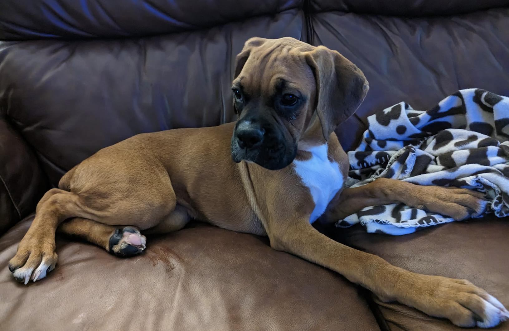 Myboxerpuppies in Florida | Boxer puppies | Good Dog