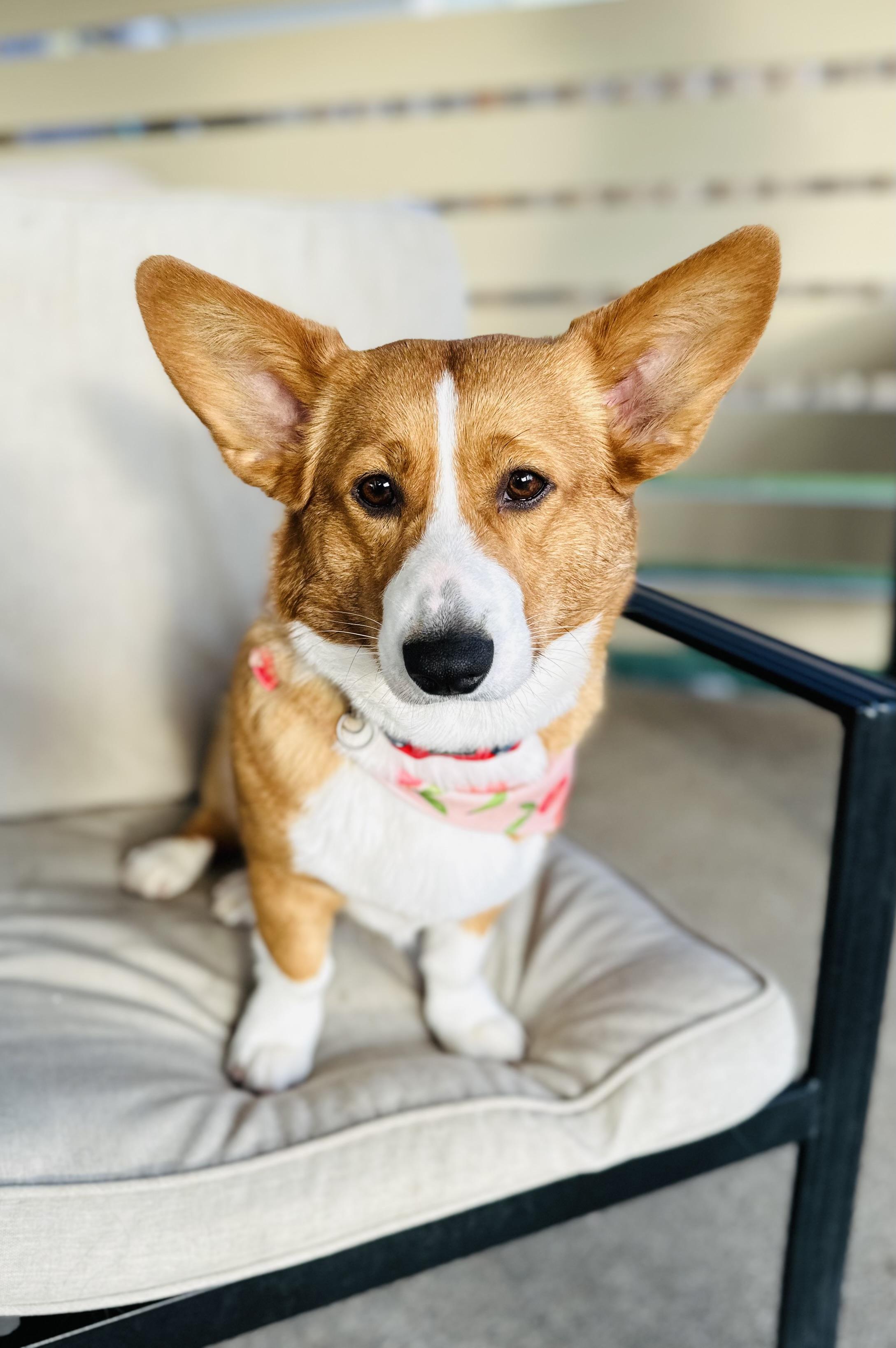 West Coast Corgi in Oregon | Pembroke Welsh Corgi puppies | Good Dog