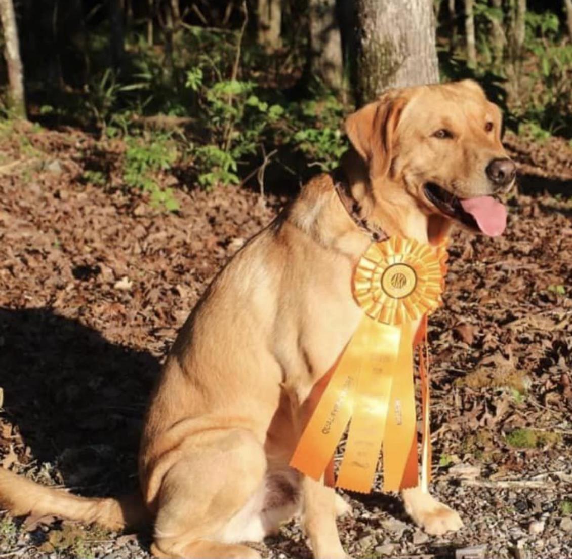 Fox Red Labs in Illinois | Labrador Retriever puppies | Good Dog