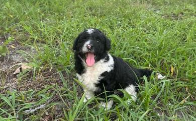 Borderdoodles of St.Petersburg in Florida | Bordoodle puppies | Good Dog