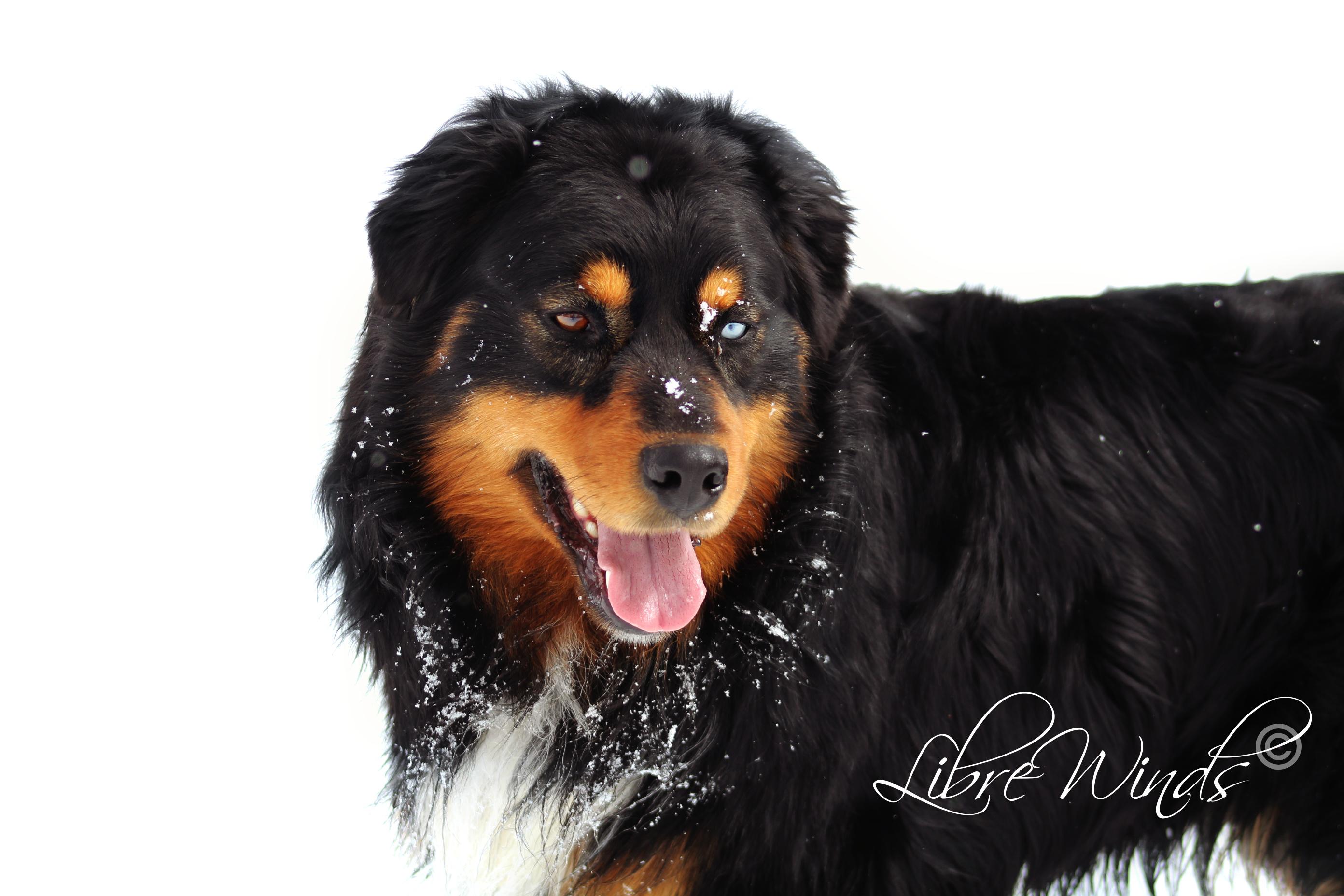 Libre Winds Australian Shepherds in Colorado | Australian Shepherd ...