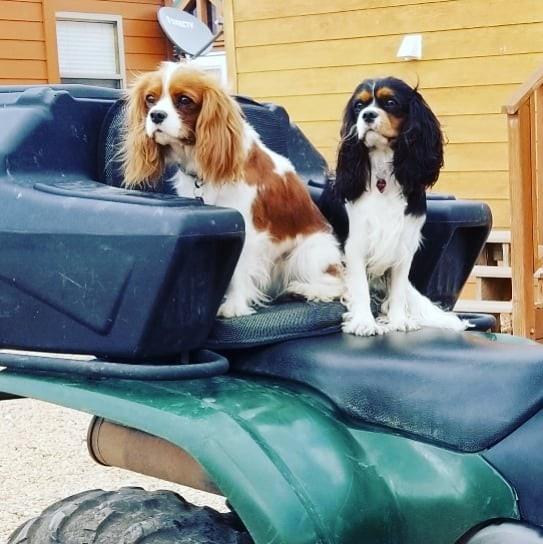 SanS Cavaliers in Utah | Cavalier King Charles Spaniel puppies | Good Dog